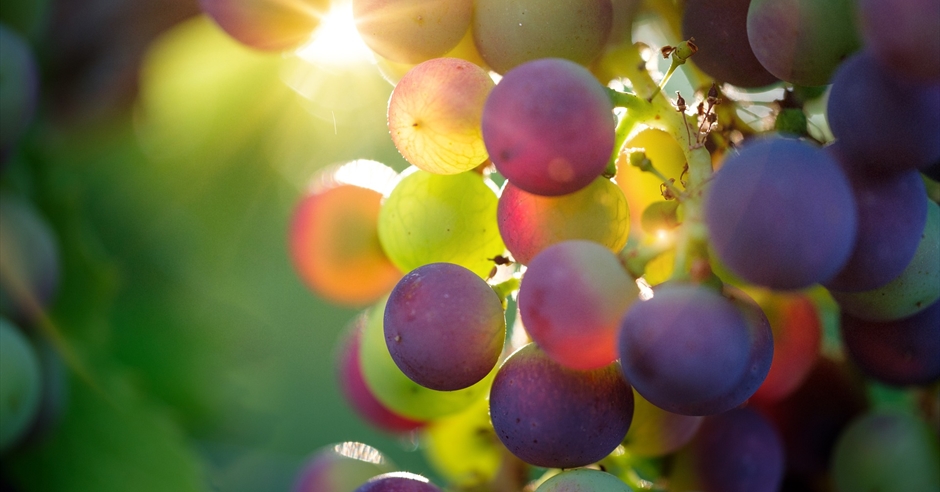 Setley Ridge Vineyard - Visit Hampshire