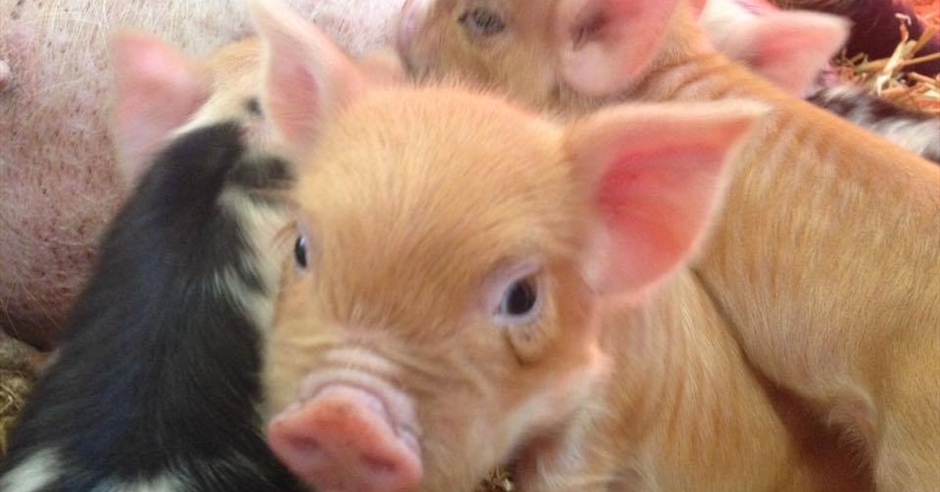 Miller's Ark Farm Autumn Half Term - Visit Hampshire