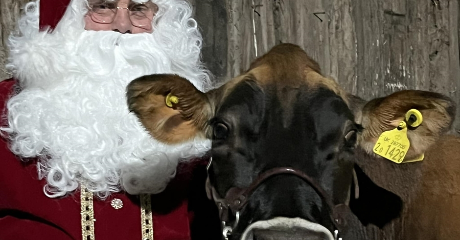 Cow Cuddles with Santa at Hiltonbury Jerseys - Visit Hampshire