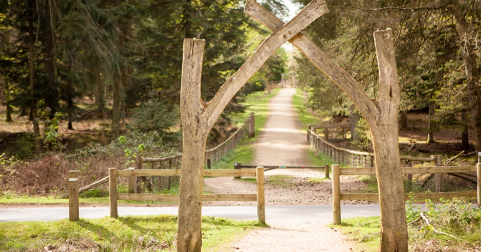 Tall Trees Trail Walk Blackwater - Visit Hampshire