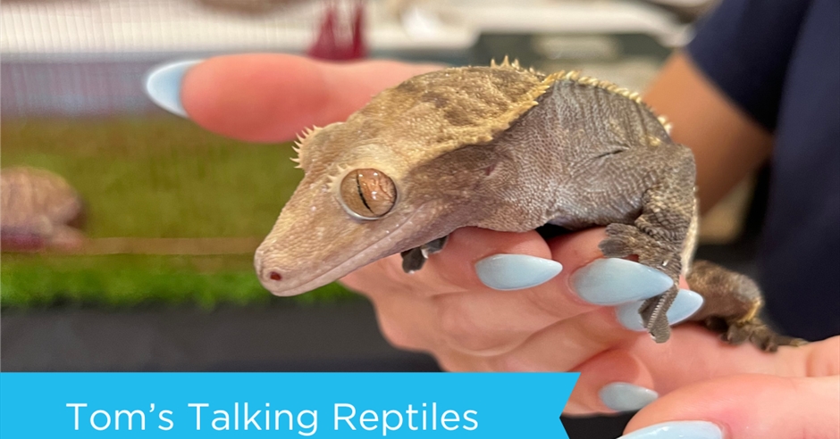 Tom's Talking Reptiles at Sky Park Farm - Visit Hampshire