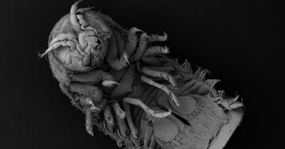 Under the Microscope! Bugs up close! at The Mary Rose - Visit Hampshire