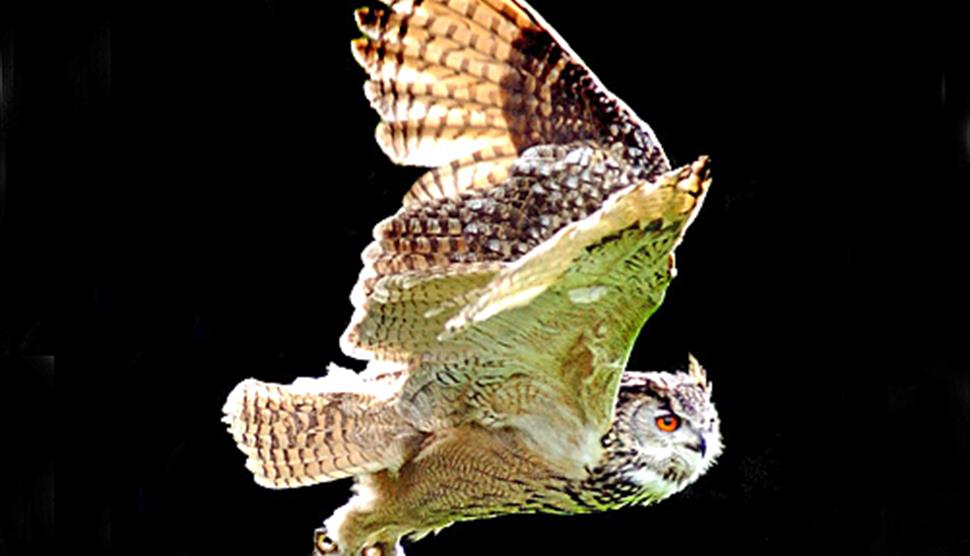 Sunset At The Trust at Hawk Conservancy Trust - Visit Hampshire