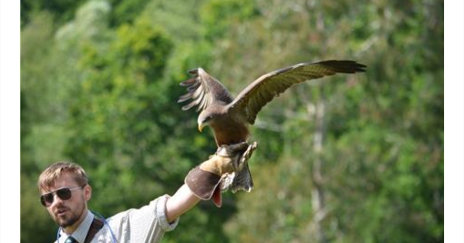 Sunday 27th July Falconry display - Visit 1066 Country