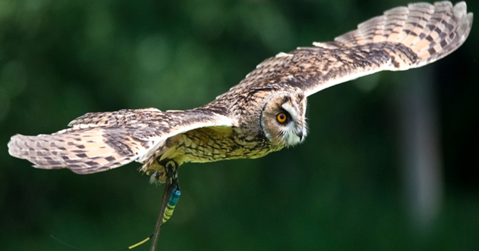 Knockhatch Adventure Park - Visit 1066 Country