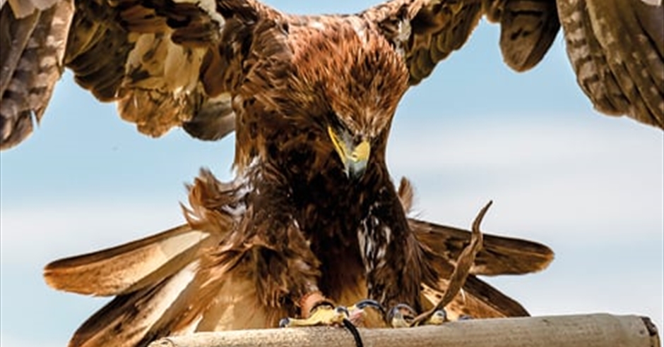 Falconry at Battle Abbey - Visit 1066 Country