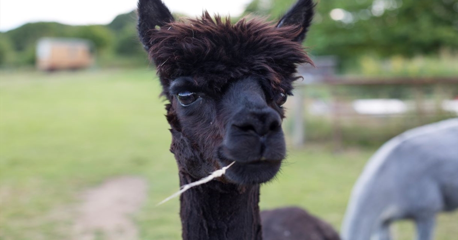 Fisherwood Farm - Tea with the Alpacas - Visit 1066 Country