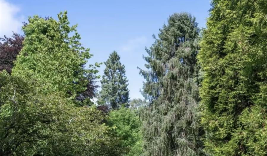 Guided tree walk led by Sidmouth Arboretum - Sidmouth - Visit Heritage