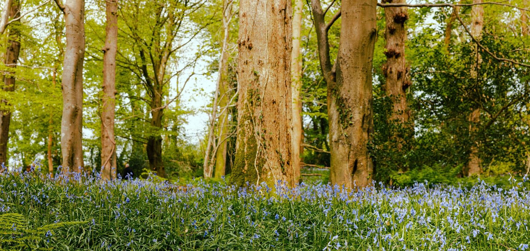 Spring/Summer Wildlife in the Isle of Man - Visit Isle of Man