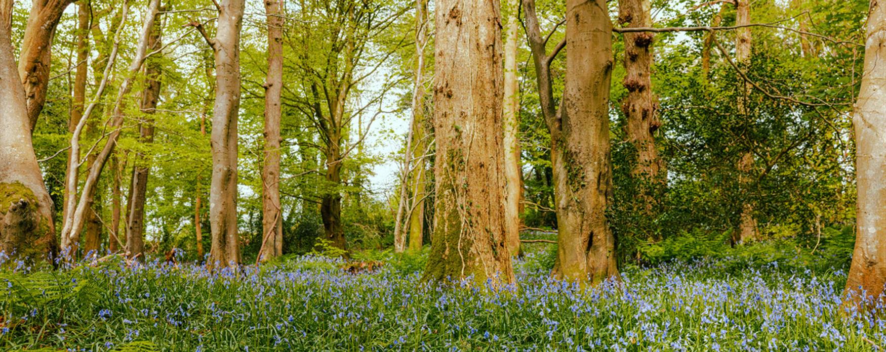 Glens & Forests - Visit Isle of Man