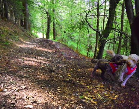 Glens & Forests - Visit Isle of Man