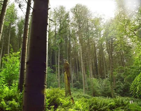 Glens & Forests - Visit Isle of Man