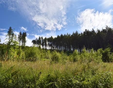 Glens & Forests - Visit Isle of Man