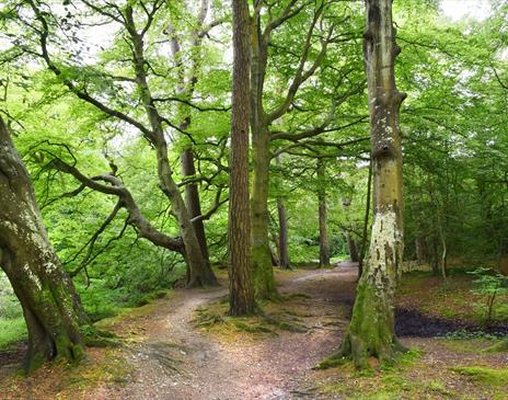 Glens & Forests - Visit Isle of Man