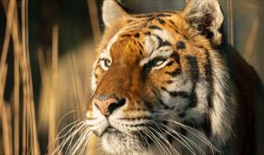 Wildheart Animal Sanctuary - SANDOWN - Visit Isle Of Wight