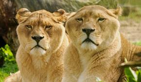 Wildheart Animal Sanctuary - Sandown - Visit Isle Of Wight
