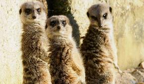 Wildheart Animal Sanctuary - Sandown - Visit Isle Of Wight