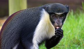 Monkey Haven - NEWPORT - Visit Isle Of Wight