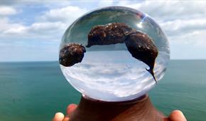 The National Poo Museum - Ryde - Visit Isle Of Wight