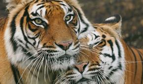 Wildheart Animal Sanctuary - SANDOWN - Visit Isle Of Wight
