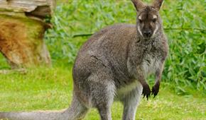 Wildheart Animal Sanctuary - Sandown - Visit Isle Of Wight