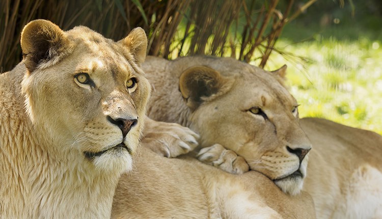 Wildheart Animal Sanctuary - SANDOWN - Visit Isle Of Wight