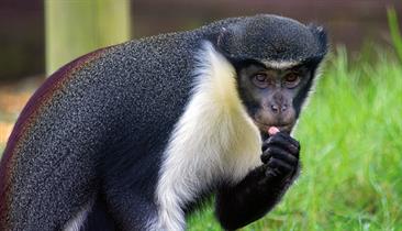 Monkey Haven - NEWPORT - Visit Isle Of Wight