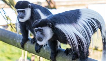Monkey Haven - Newport - Visit Isle Of Wight