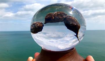 The National Poo Museum - Islandwide - Visit Isle Of Wight