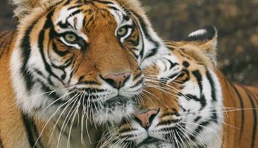 Wildheart Animal Sanctuary - SANDOWN - Visit Isle Of Wight