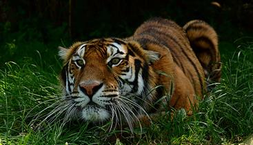 Wildheart Animal Sanctuary - SANDOWN - Visit Isle Of Wight