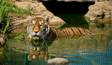 Wildheart Animal Sanctuary - SANDOWN - Visit Isle Of Wight