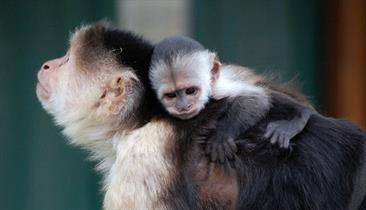 Monkey Haven - NEWPORT - Visit Isle Of Wight