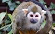 Monkey Haven - NEWPORT - Visit Isle Of Wight