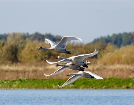 For the love of birds
