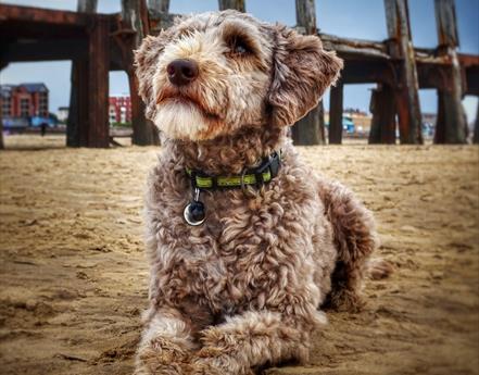 8 Dog-friendly beaches to visit this summer in Lancashire