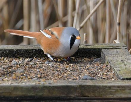 Put a spring in your step and see what wildlife you can spot in Lancashire