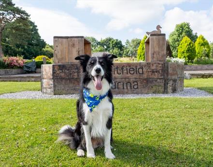 Give your four-legged friends the holiday they deserve this winter
