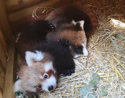 Blackpool Zoo celebrates new arrivals ahead of #InternationalRedPandaDay