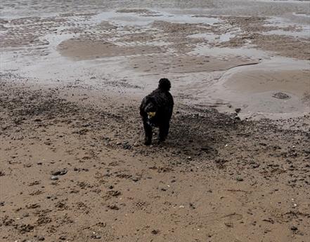 8 Dog-friendly beaches to visit this summer in Lancashire