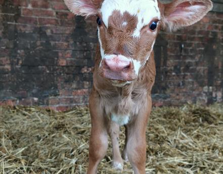 A day in the life of a Lancashire Farmer