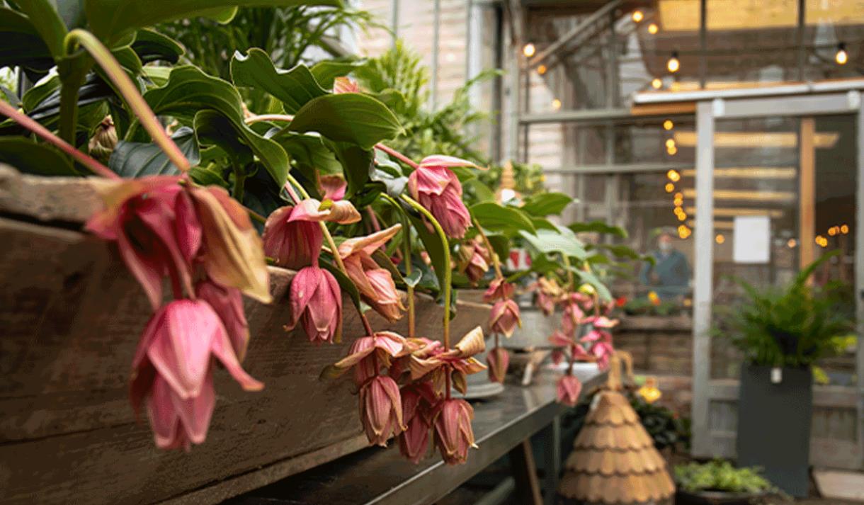 Holden Clough Nurseries - Garden Centre in Clitheroe, Bolton-by-Bowland ...