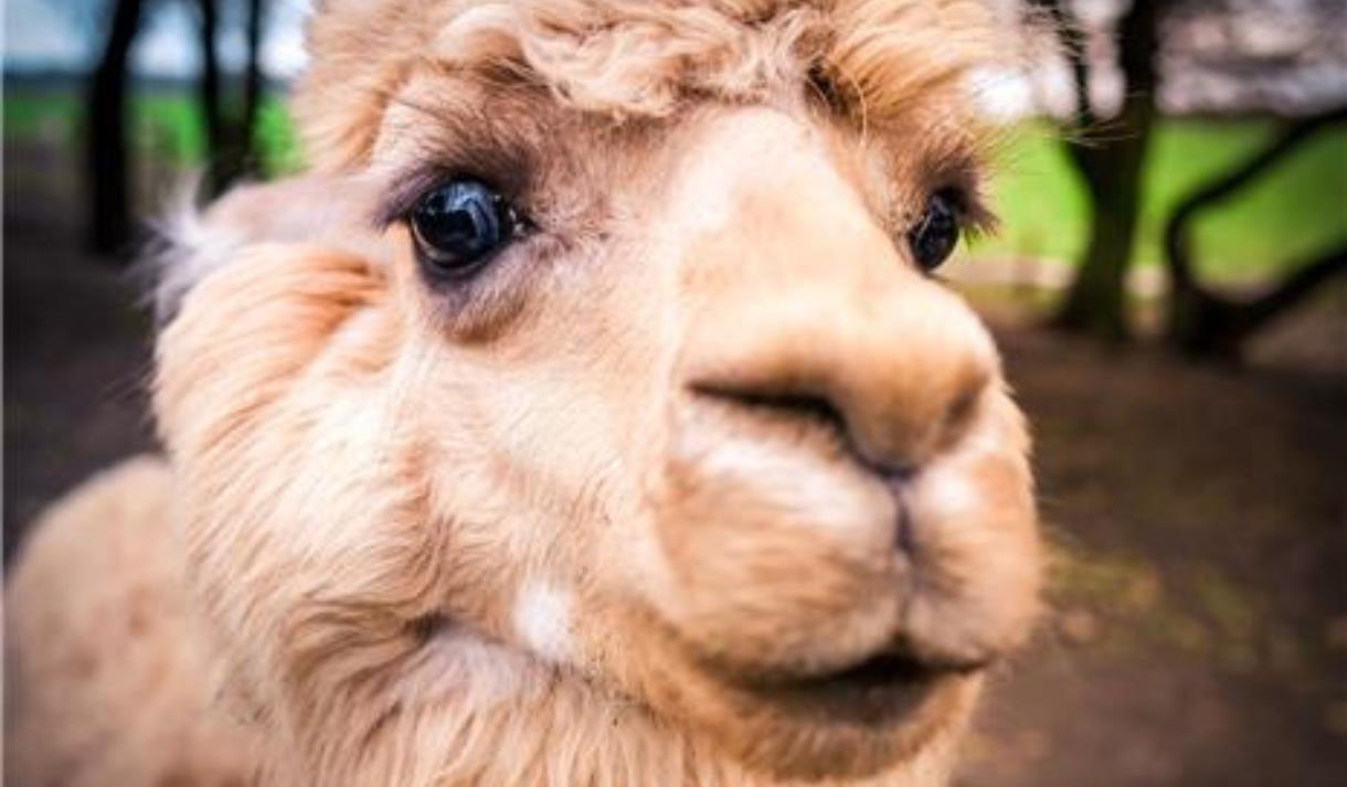 Ridgeway Farm - Farm in Blackpool, Blackpool - Visit Lancashire