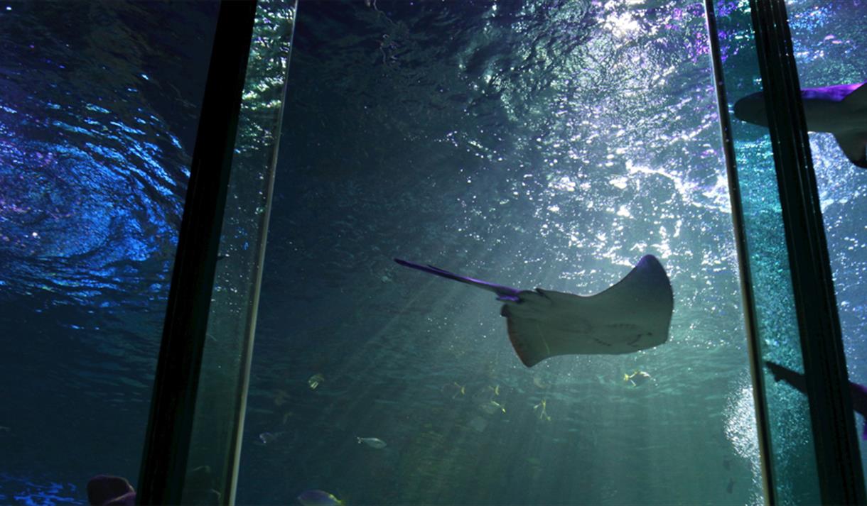 SEA LIFE Blackpool - Aquarium in Blackpool, Blackpool - Visit Lancashire