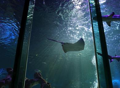 SEA LIFE Blackpool - Aquarium in Blackpool, Blackpool - Visit Lancashire