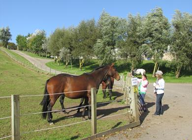 World Horse Welfare Penny Farm - Farm in Blackpool, Peel - Visit Lancashire