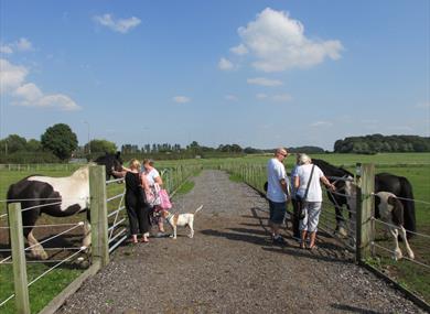 World Horse Welfare Penny Farm - Farm in Blackpool, Peel - Visit Lancashire