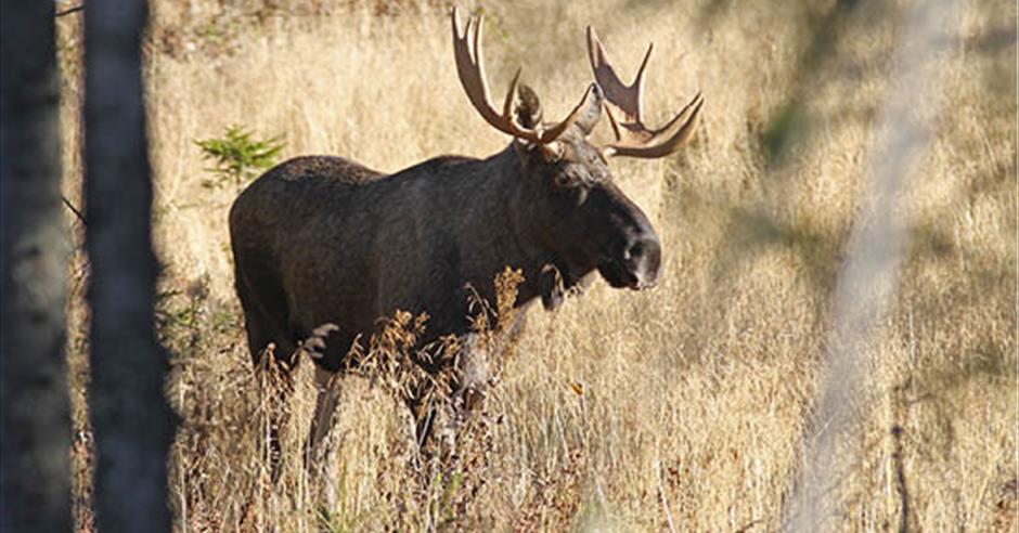 Wildlife safaris | Visit Lillehammer