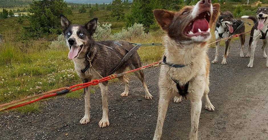 Dry-land mushing in summer and autumn - Visit Lillehammer
