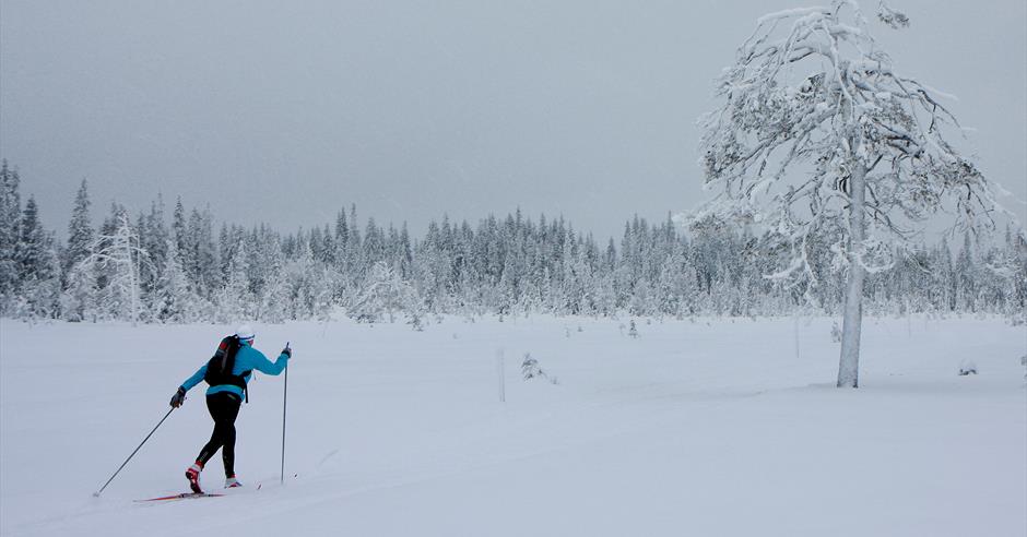Tidlig snø Natrudstilen (5 km) - Langrenn, Sjusjøen - Opplevelser i ...